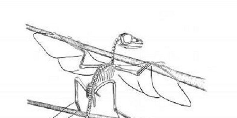 Avian Ancestor? | The Scientist