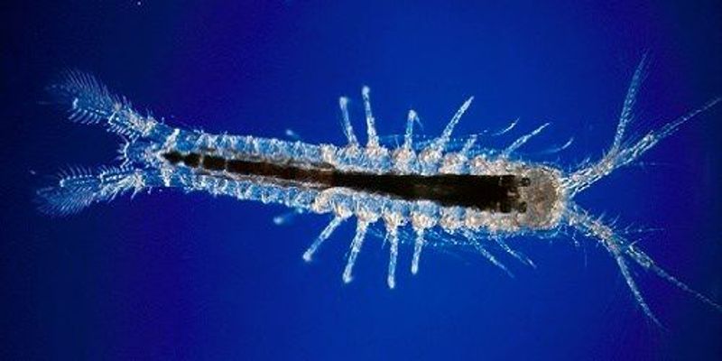 Image of the Day: Cave-dwelling Crustacean | The Scientist