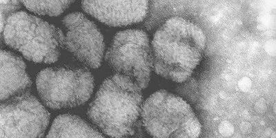Smallpox Vials Found in FDA Storage | The Scientist