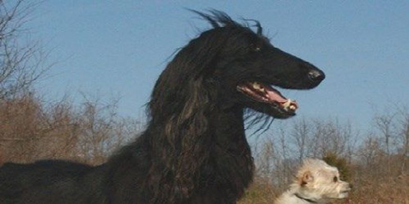 Image of the Day: Dog Diversity | The Scientist