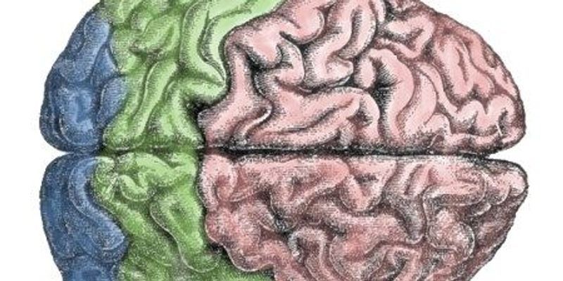 Neuroscientists Threaten to Boycott Brain Project | The Scientist
