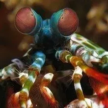 Color Vision | The Scientist