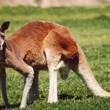 The World’s Only Pentaped | The Scientist