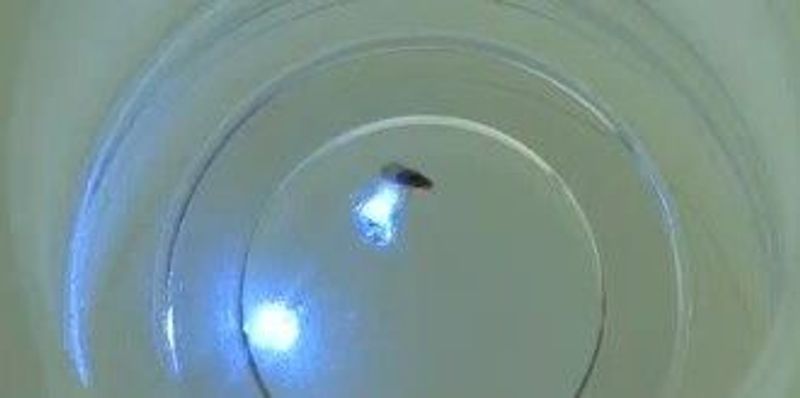 Laser-Guided Cock Block | The Scientist