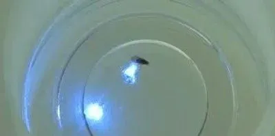 Laser-Guided Cock Block | The Scientist