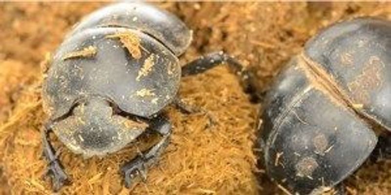 Doodoo Rendezvous | The Scientist