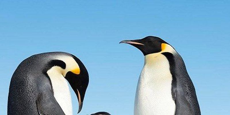 Emperor Penguins on Thin Ice | The Scientist