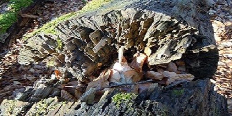 Re-examining Rots | The Scientist