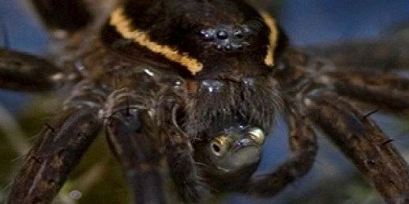 Image of the Day: Fish-eating Spiders | The Scientist