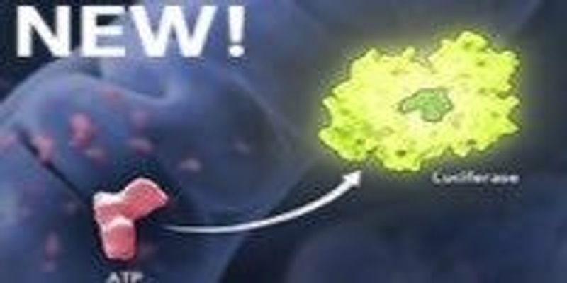 Cytotoxicity Assay Kit for 3D Cell Culture | The Scientist