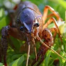 Invertebrates | The Scientist