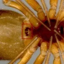 Spiders Try to Ensure Paternity | The Scientist