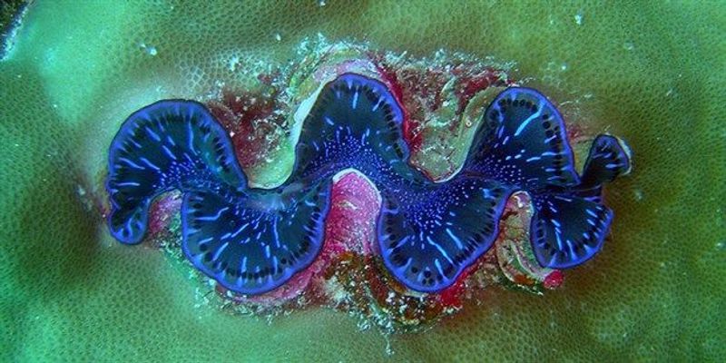 Image of the Day: Colorful Clam | The Scientist