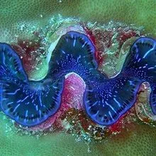 Image of the Day: Colorful Clam | The Scientist