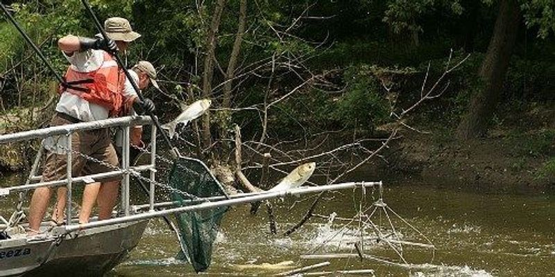 Combating Asian Carp | The Scientist