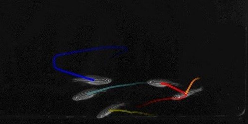 Animal Tracker | The Scientist