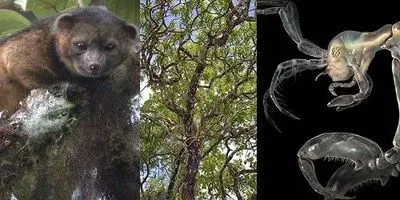 Top 10 New Species | The Scientist