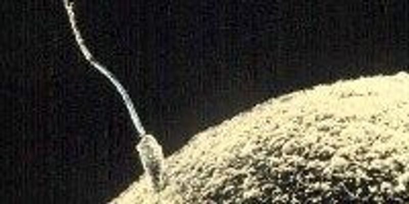 Common Chemicals Damage Sperm | The Scientist