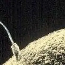 Common Chemicals Damage Sperm | The Scientist