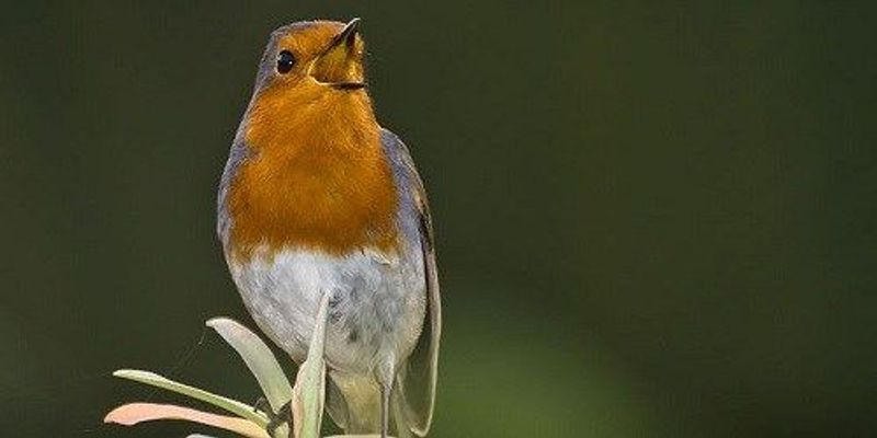 Confused Bird Compasses | The Scientist