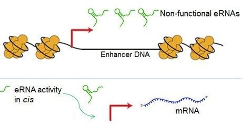 Exploring the Roles of Enhancer RNAs | The Scientist