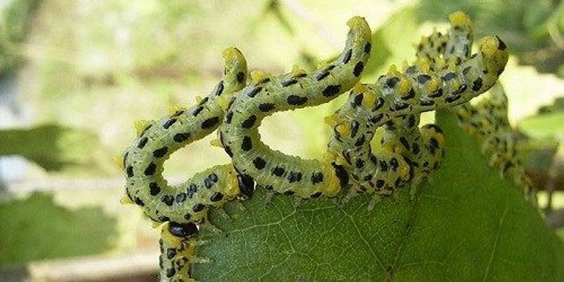 Image of the Day: Chow Line | The Scientist Magazine®