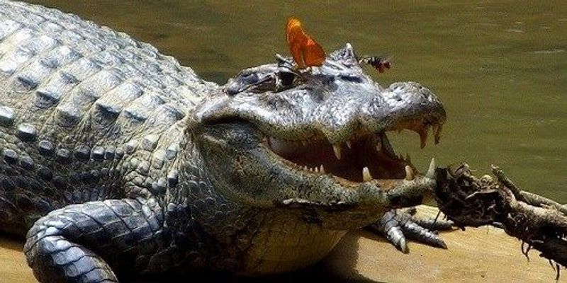 Image of the Day: Drinking Crocodile Tears | The Scientist