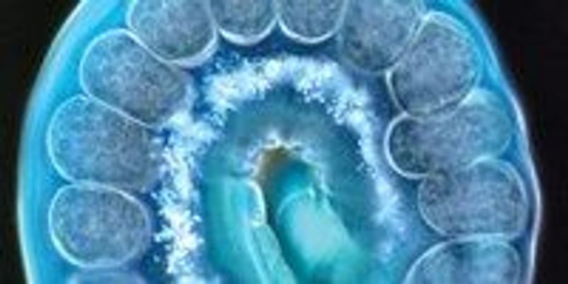 Caught on Camera | The Scientist