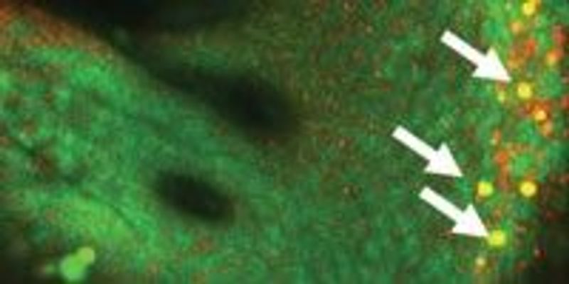 The Telltale Tail | The Scientist