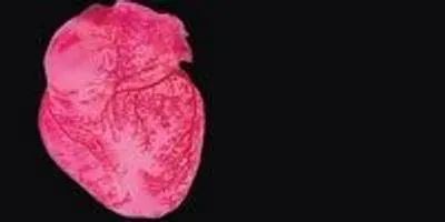 Building Flesh and Blood | The Scientist