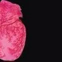 Organ Engineering | The Scientist