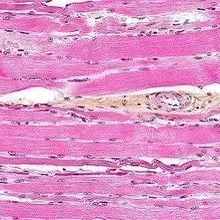 Progenitor Cells | The Scientist