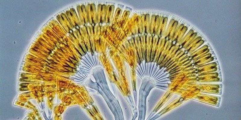 Image of the Day: Diatoms on Display | The Scientist
