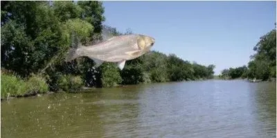 Something Is Killing Asian Carp | The Scientist