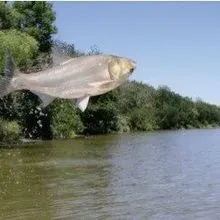 Something Is Killing Asian Carp | The Scientist