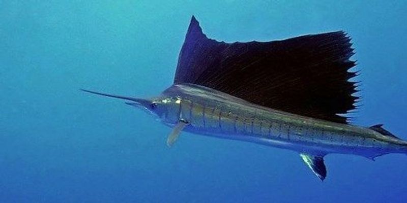 Slashers of the Sea | The Scientist