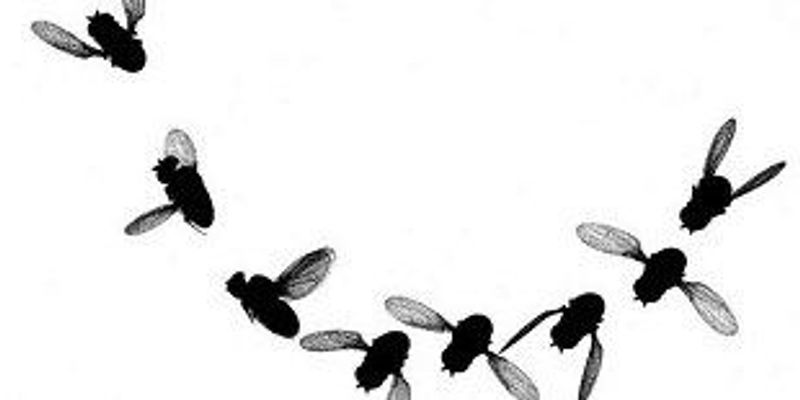 Fruit Fly Flight Tactics | The Scientist