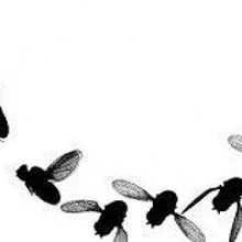 Fruit Fly Flight Tactics | The Scientist