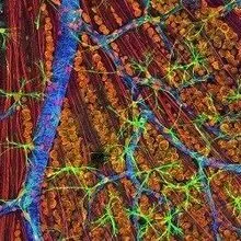 Image of the Day: Rodent Retina | The Scientist