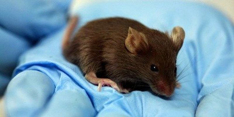 Researchers Regrow Mouse Thymus | The Scientist