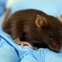 Researchers Regrow Mouse Thymus | The Scientist