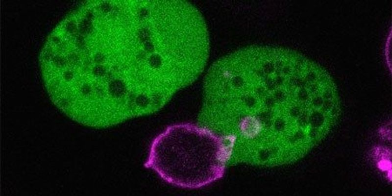 Amoeba Eats Cells Alive | The Scientist
