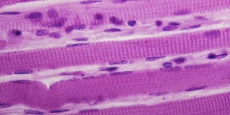 Lab-Grown Muscle Self-Repairs | The Scientist