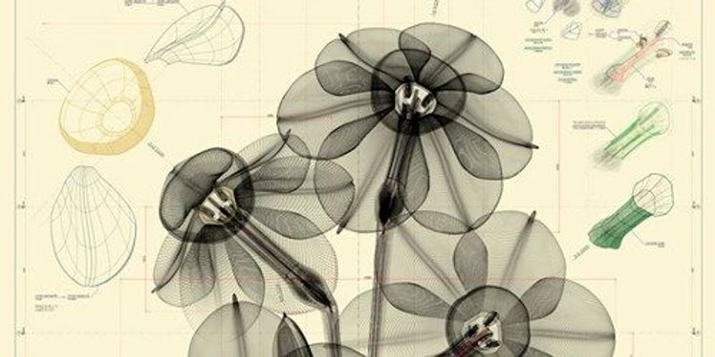 The Structure of Flowers | The Scientist