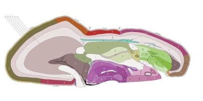 Mapping Gene Expression in the Fetal Brain | The Scientist