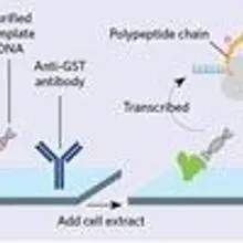 Protein Arrays | The Scientist