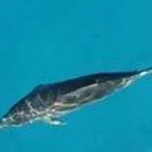 Dolphins | The Scientist