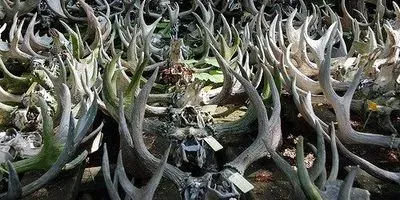 Image of the Day: A Multitude of Moose | The Scientist