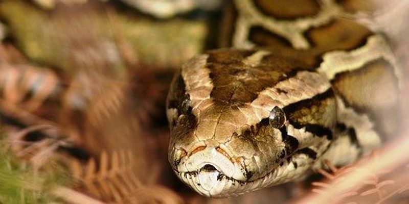 Python Auto-Pilot | The Scientist