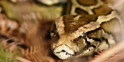 Python Auto-Pilot | The Scientist